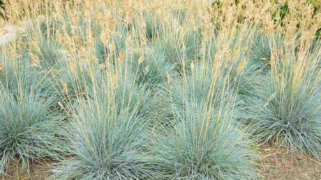 Blue Fescue: How to Plant and Care for Blue Fescue Grass