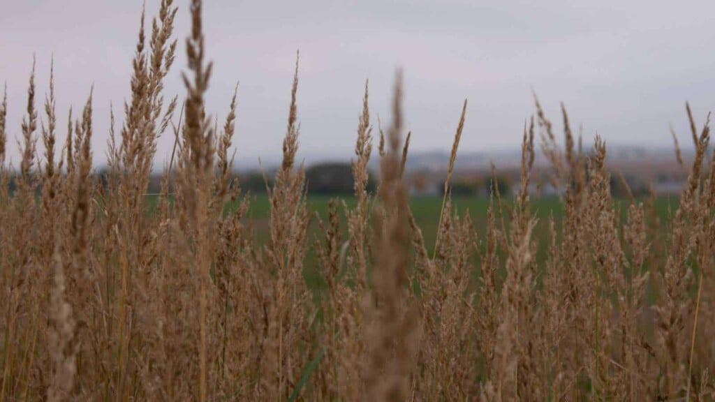 How to Plant, Grow, and Care For Indian Grass - Complete Guide
