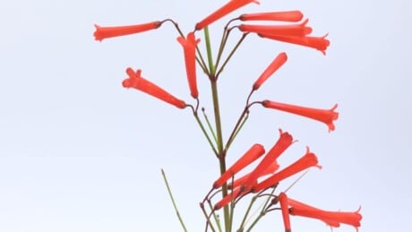 How to Plant, Grow, and Care for Firecracker Plant - Full Guide
