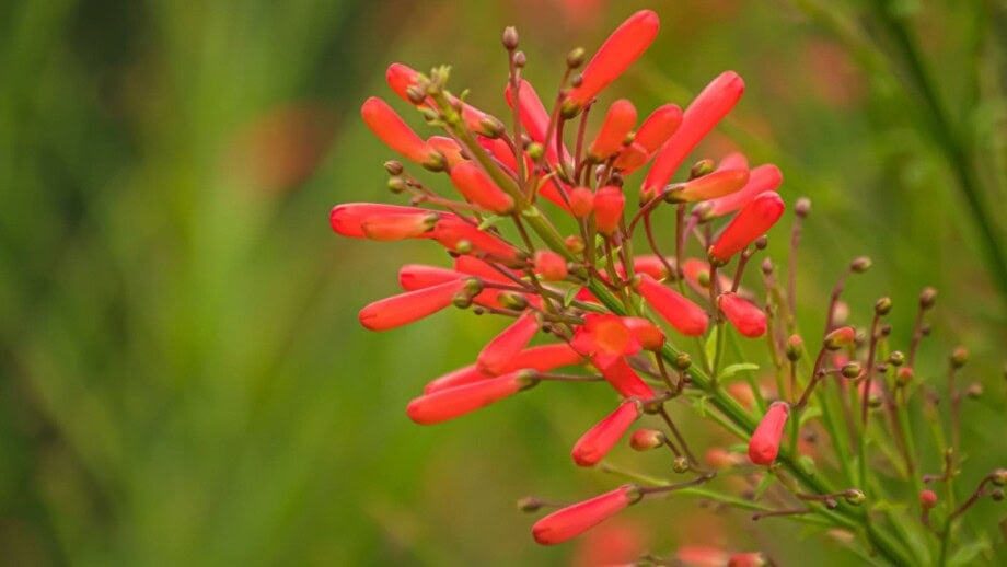 How to Plant, Grow, and Care for Firecracker Plant - Full Guide