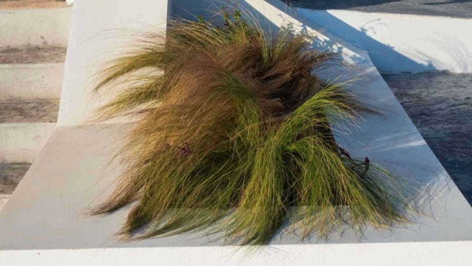 The Basics of Growing Cord Grass - Everything You Need to Know