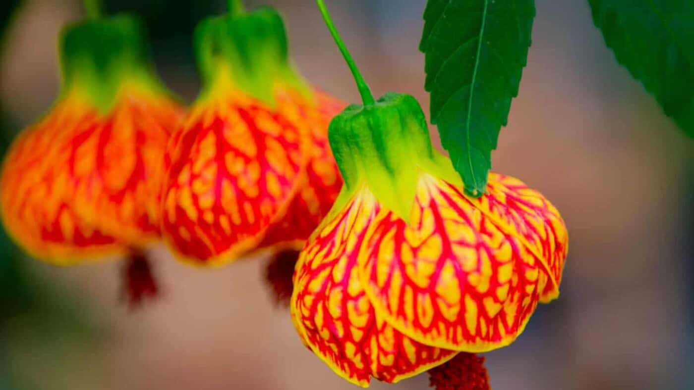The Most Beautiful Orange Flowers for Your Garden - Visual Guide