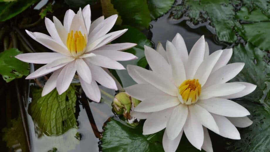 Water Lily: How to Plant, Grow, and Care for Water Lilies