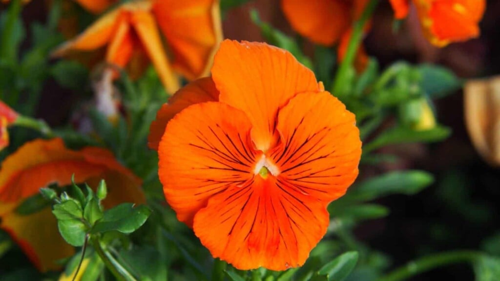 The Most Beautiful Orange Flowers for Your Garden - Visual Guide