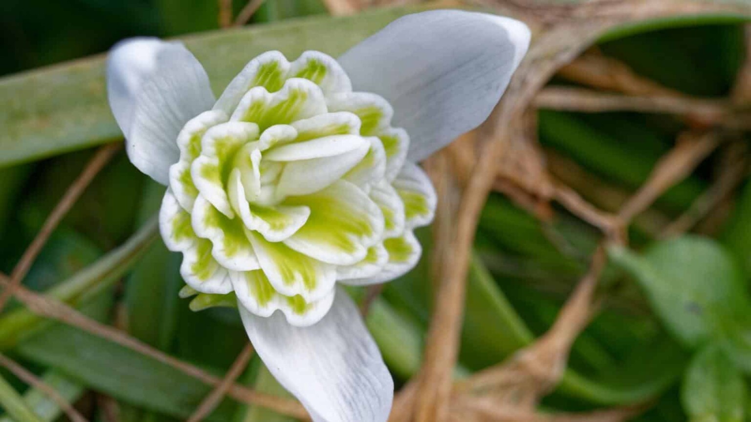 How to Plant, Grow, and Care for Snowdrop Flower (Galanthus)