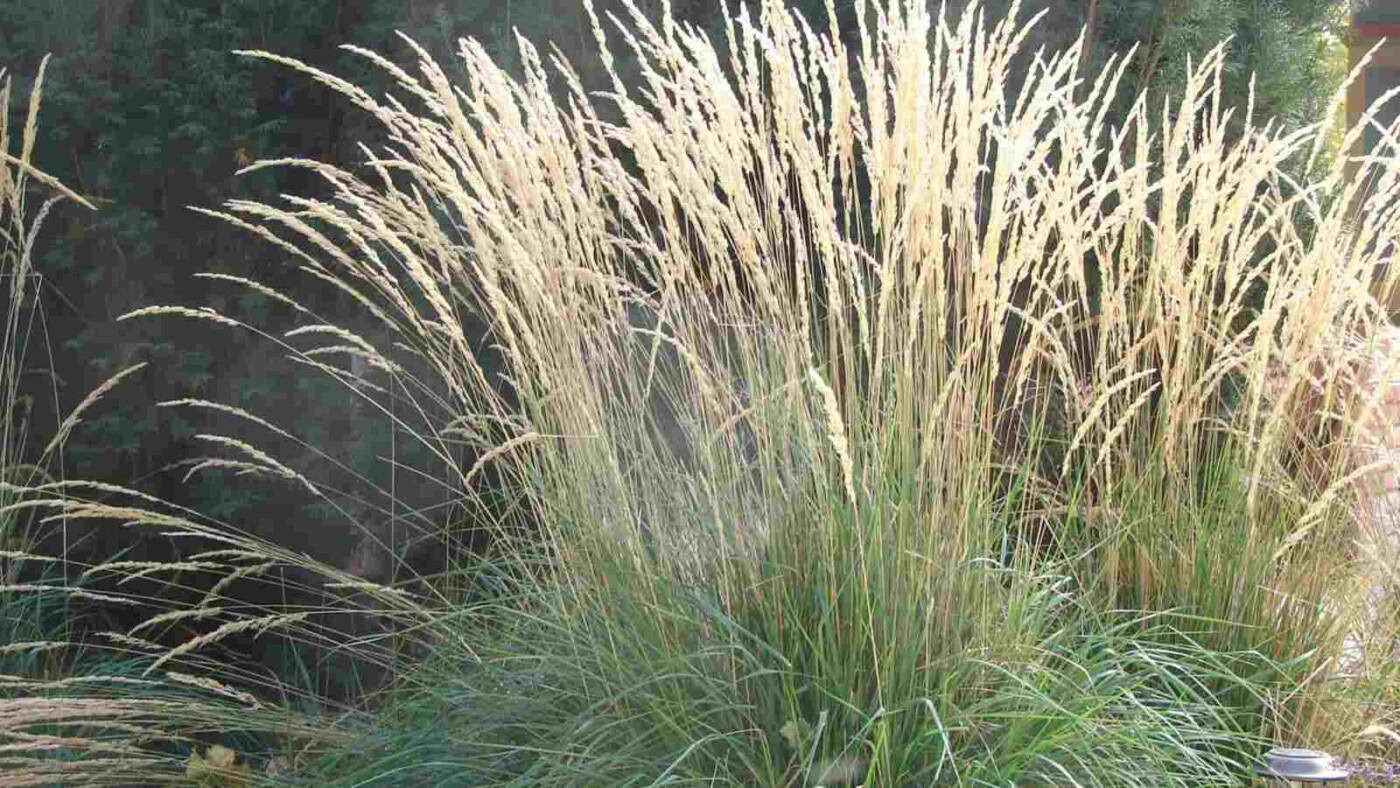 How to Plant, Grow and Care for Reed Grass - Complete Guide