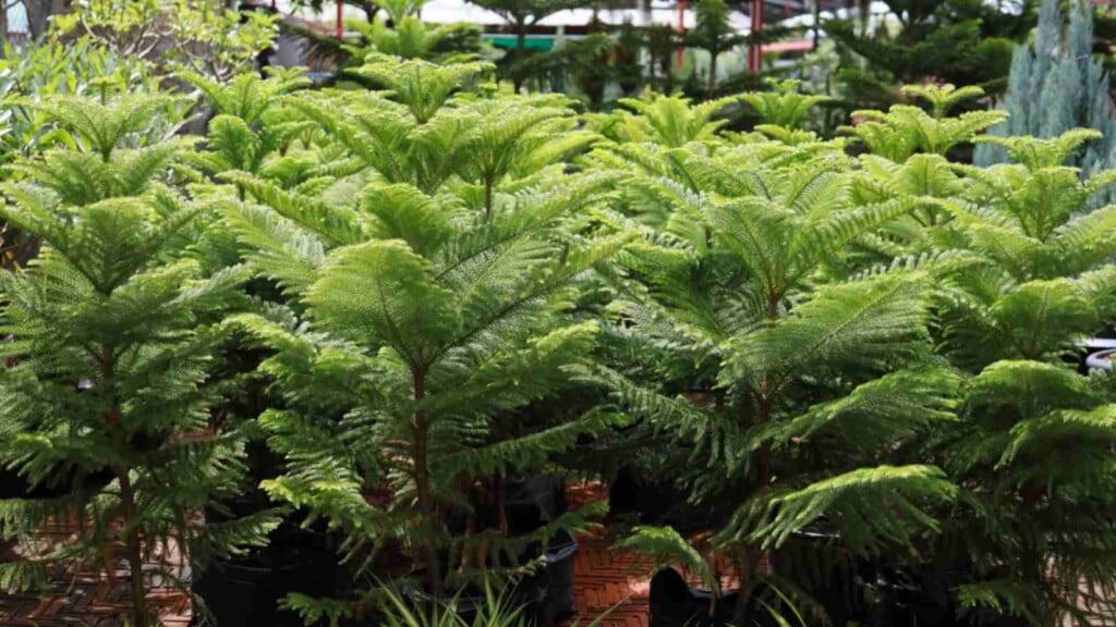 How to Plant, Grow, and Care for Norfolk Island Pine