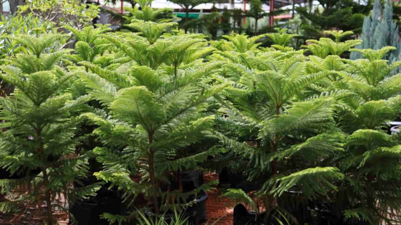 How to Plant, Grow, and Care for Norfolk Island Pine
