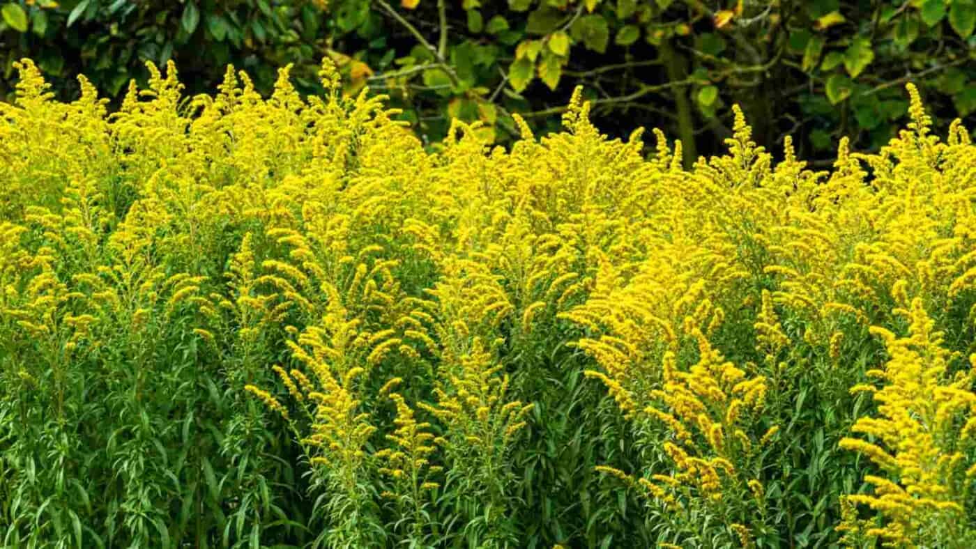 Goldenrod Guide: How to Plant, Grow, and Care for Solidago