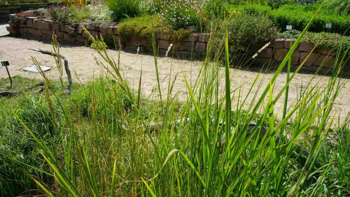 The Basics of Growing Cord Grass - Everything You Need to Know