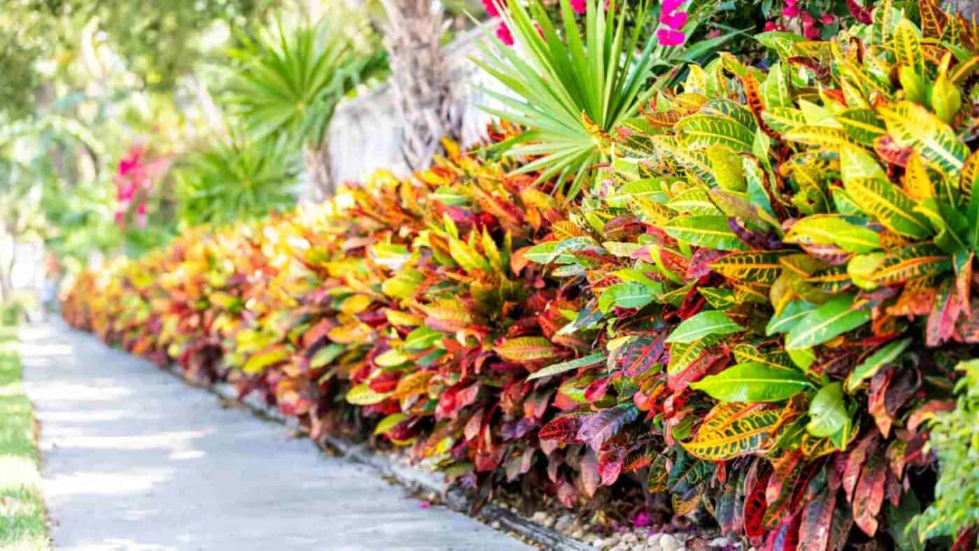How to Grow and Care for Croton Plant (Codiaeum Variegatum)
