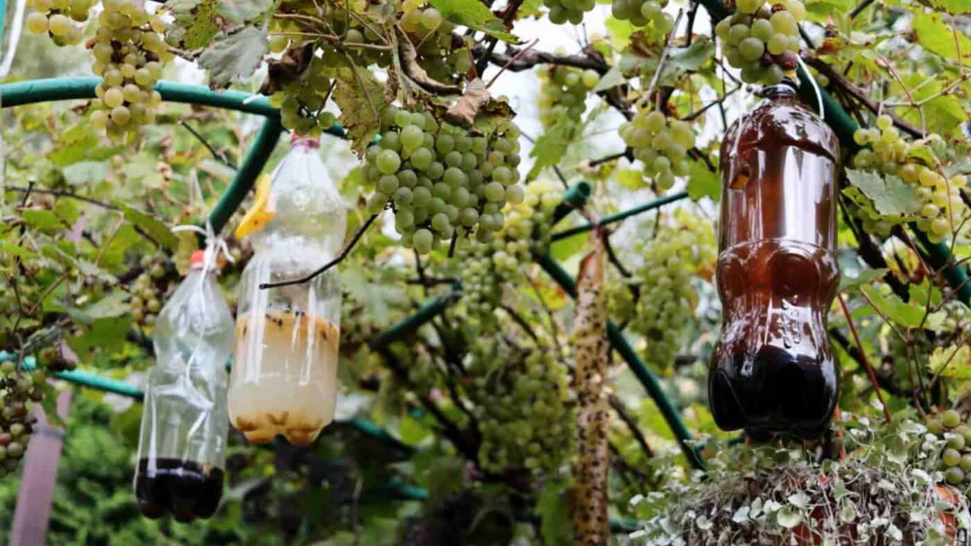 How to Make an Effective DIY Wasp Trap in 5 Steps