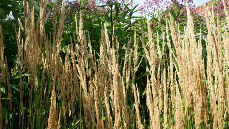 How to Plant, Grow and Care for Reed Grass - Complete Guide