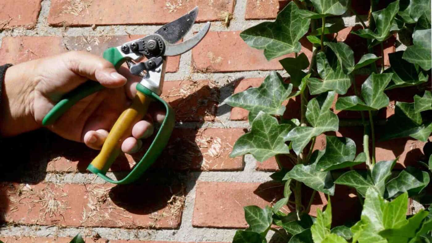 How to Plant, Grow, and Care for Ivy Plant (Hedera genus)