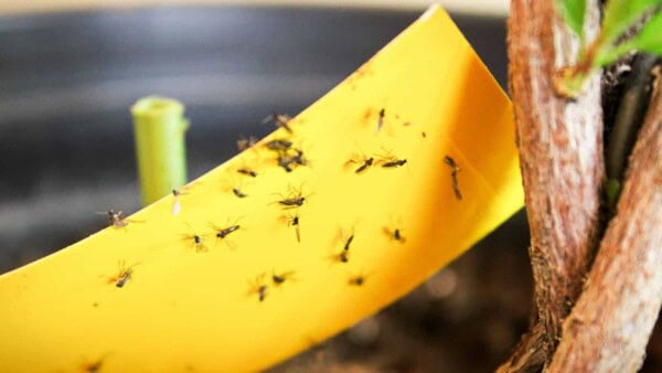 5 Easy Homemade Gnat Traps That Are Actually Effective