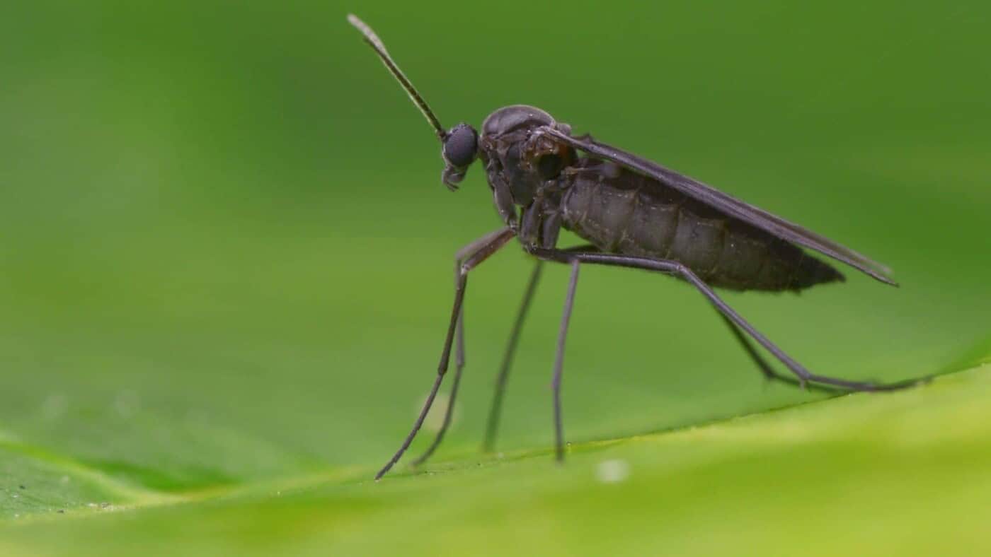 5 Easy Homemade Gnat Traps That Are Actually Effective