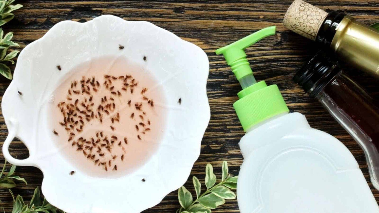 5 Easy Homemade Gnat Traps That Are Actually Effective
