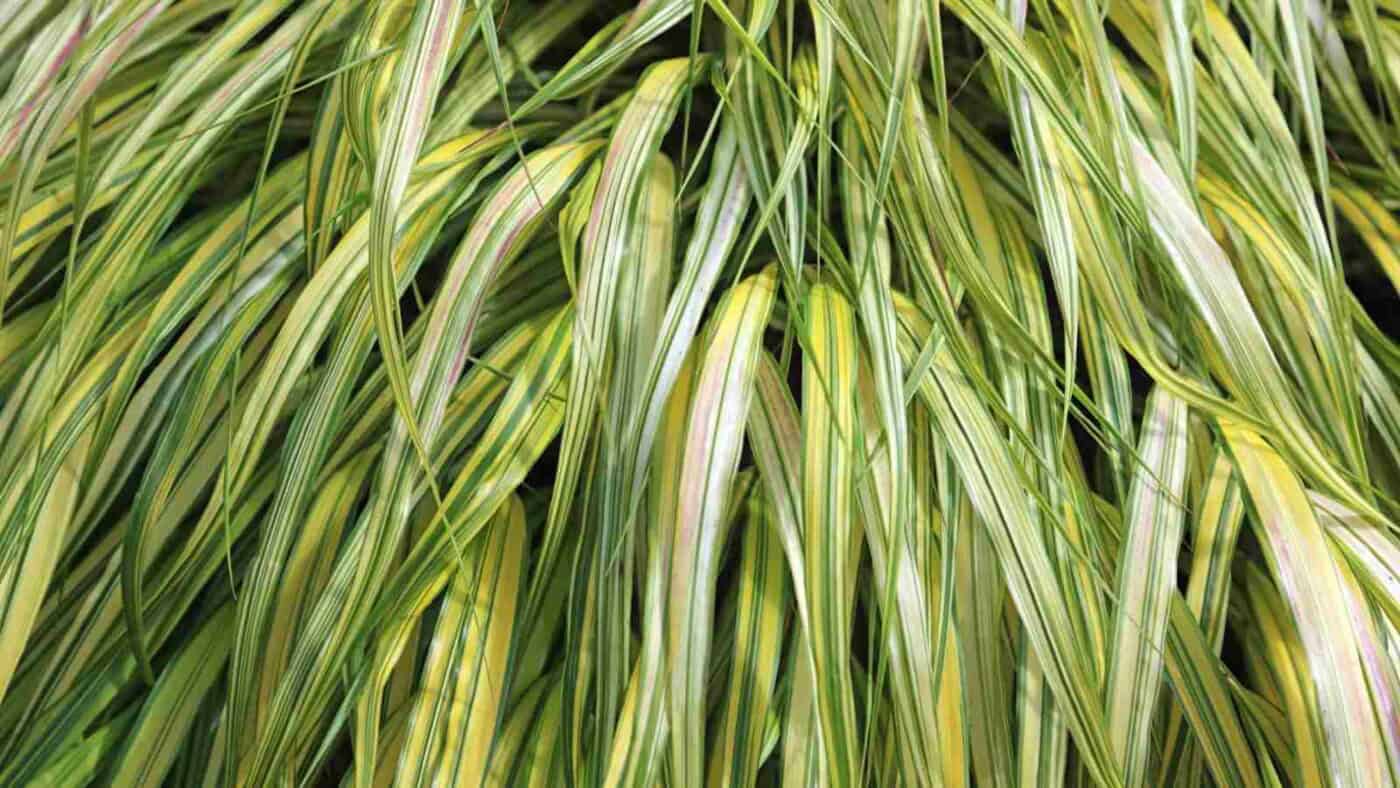 How to Plant, Grow, and Care for Hakone Grass - Complete Guide