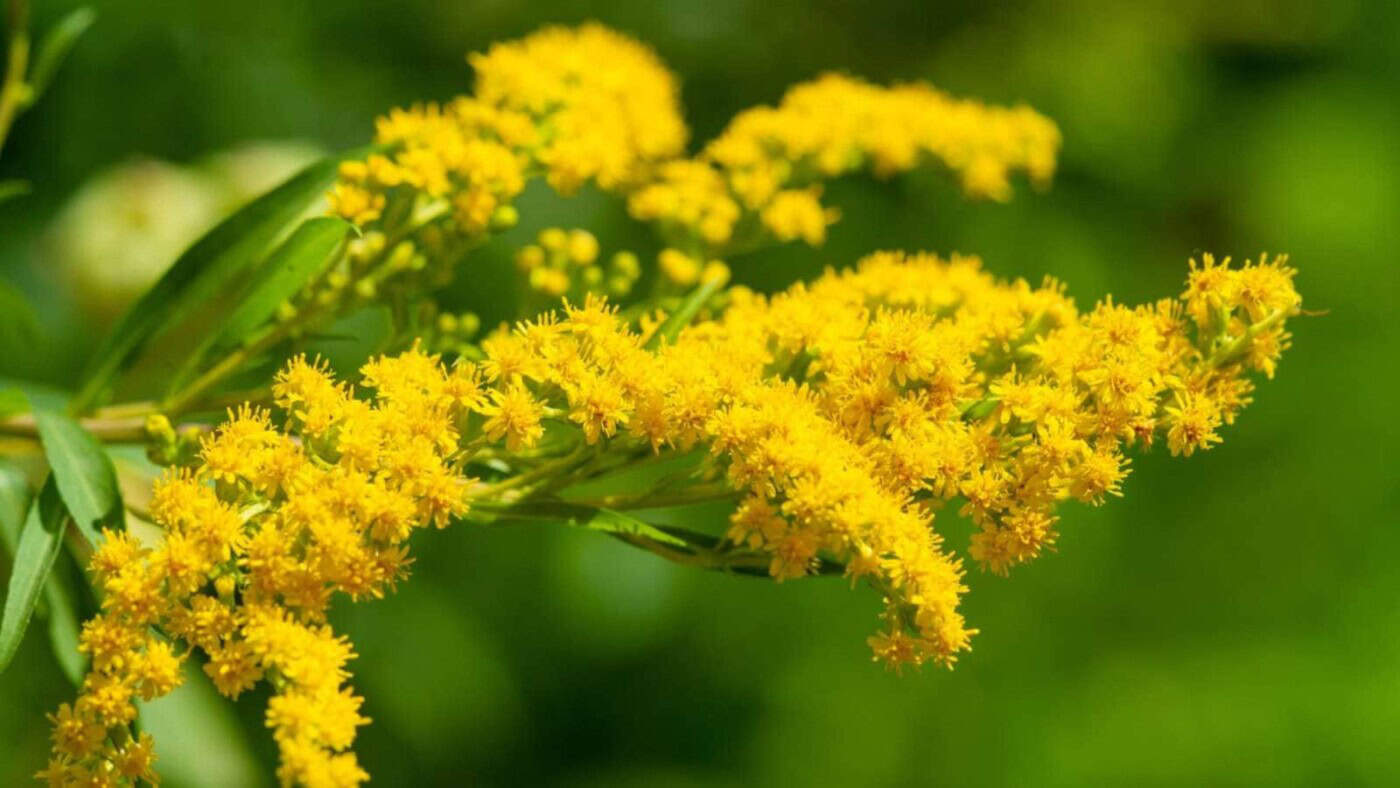 Goldenrod Guide: How to Plant, Grow, and Care for Solidago