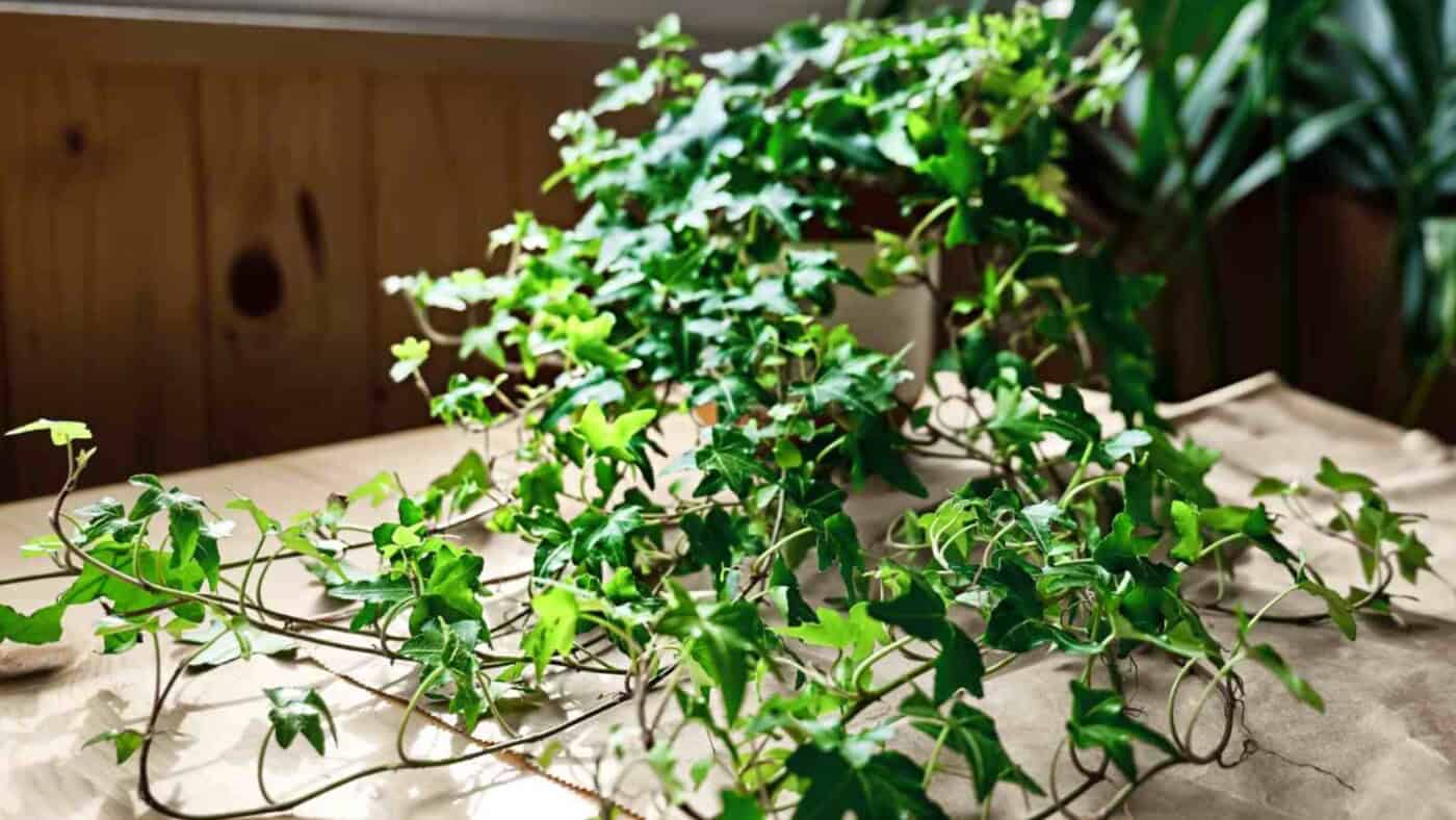 How to Plant, Grow, and Care for Ivy Plant (Hedera genus)