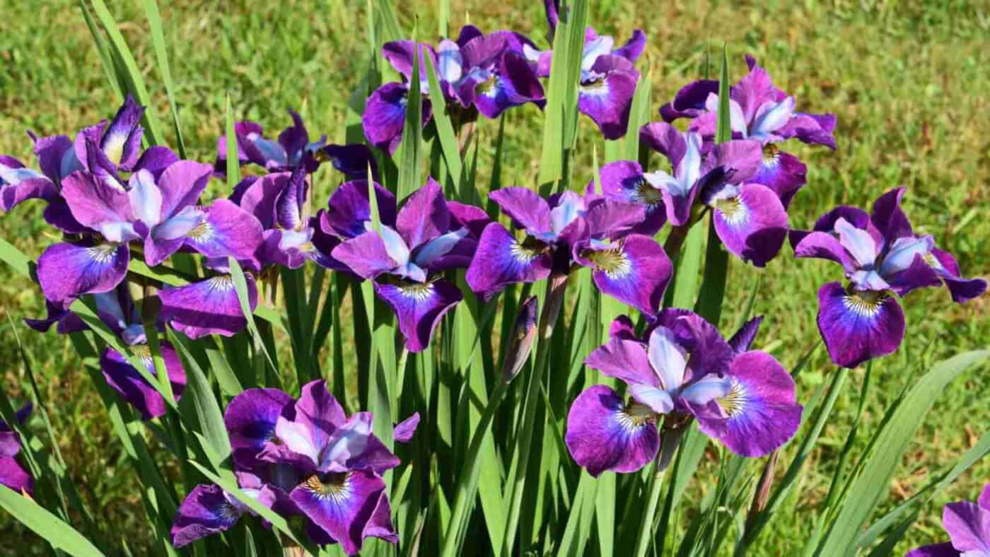 How to Plant, Grow, and Care for Iris Flower (Genus Iris)