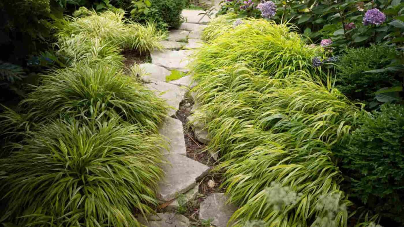 How to Plant, Grow, and Care for Hakone Grass - Complete Guide