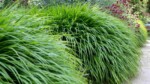 How to Plant, Grow, and Care for Hakone Grass - Complete Guide