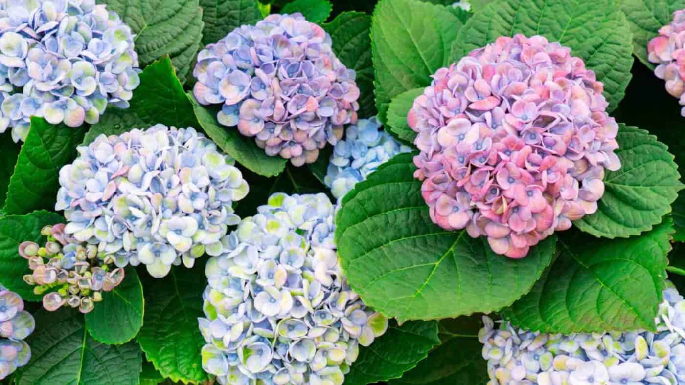 29 Types of Colorful Flowers to Brighten Up Your Garden