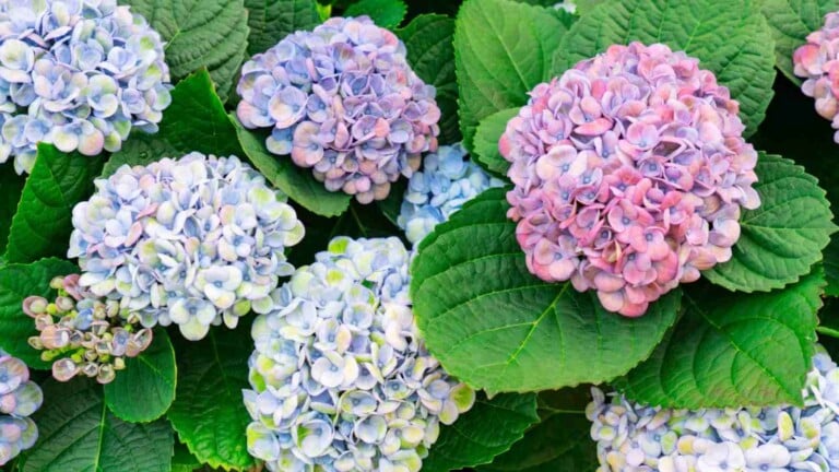 29 Types of Colorful Flowers to Brighten Up Your Garden