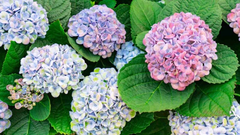 29 Types of Colorful Flowers to Brighten Up Your Garden