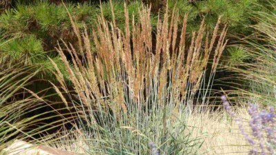 How to Plant, Grow, and Care For Indian Grass - Complete Guide