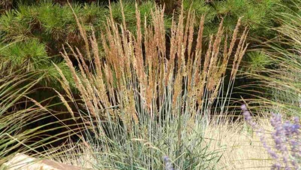 How to Plant, Grow, and Care For Indian Grass - Complete Guide