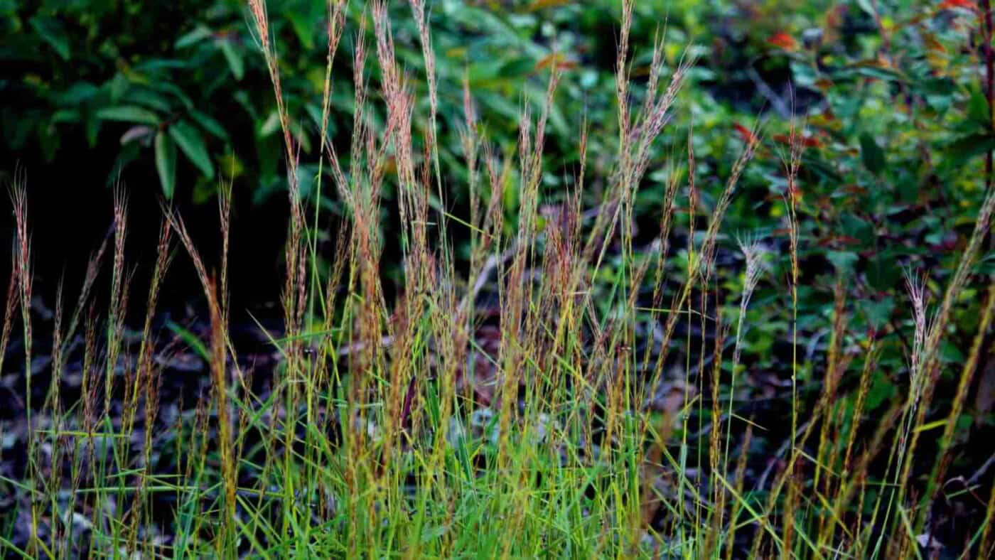 How to Plant, Grow, and Care For Indian Grass - Complete Guide