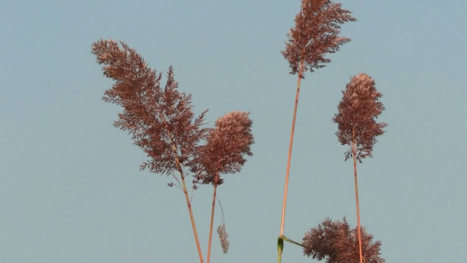 How to Plant, Grow, and Care For Indian Grass - Complete Guide