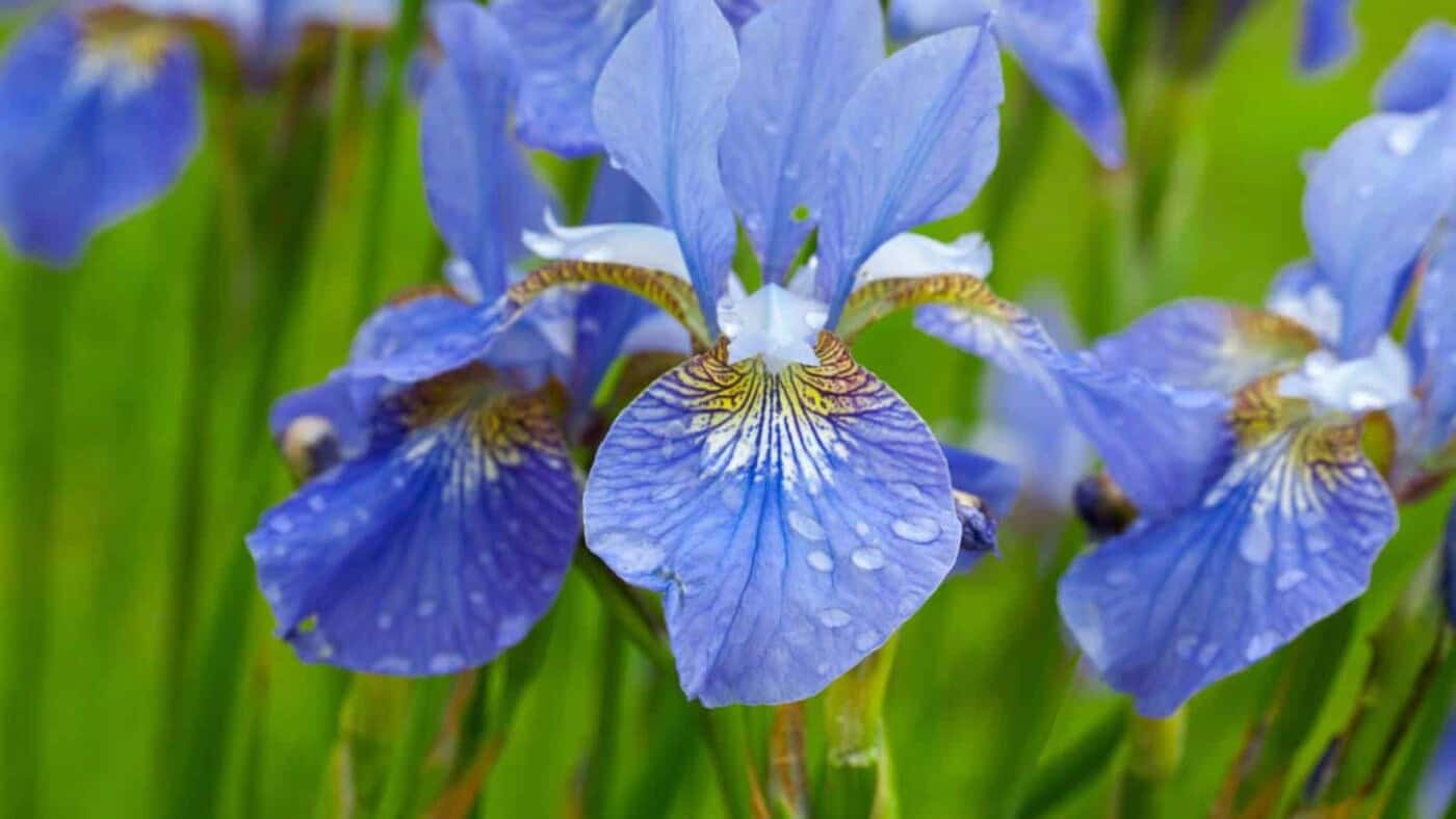 How to Plant, Grow, and Care for Iris Flower (Genus Iris)