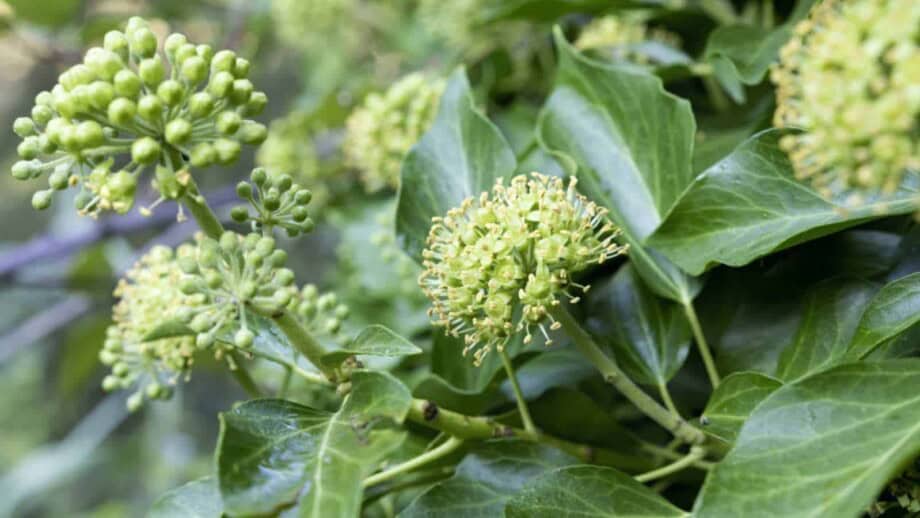 How to Plant, Grow, and Care for Ivy Plant (Hedera genus)