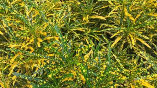 How to Grow and Care for Croton Plant (Codiaeum Variegatum)