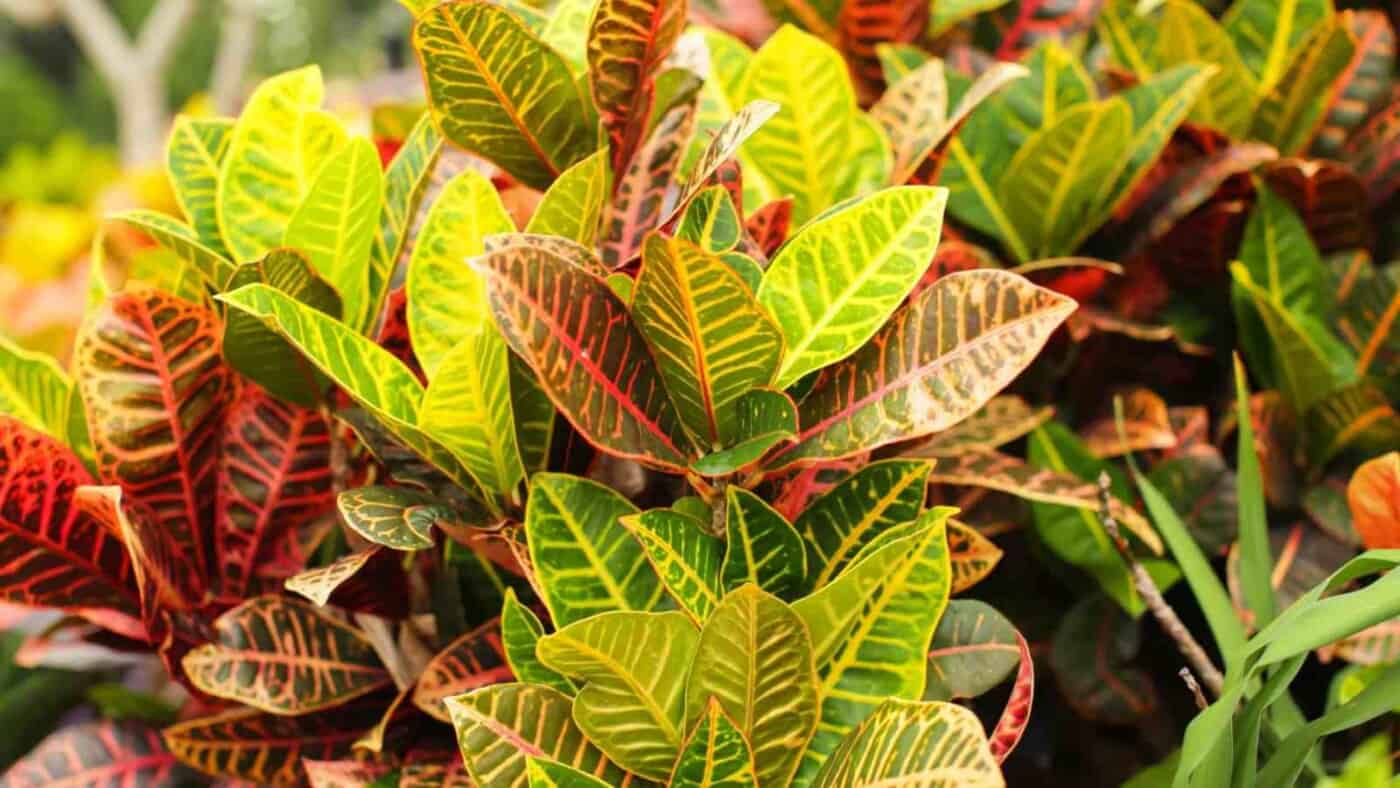 How to Grow and Care for Croton Plant (Codiaeum Variegatum)