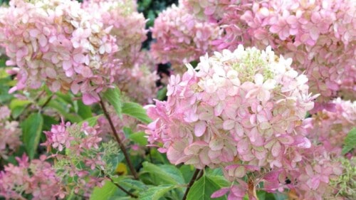 How to Plant, Grow, and Care for Limelight Hydrangeas