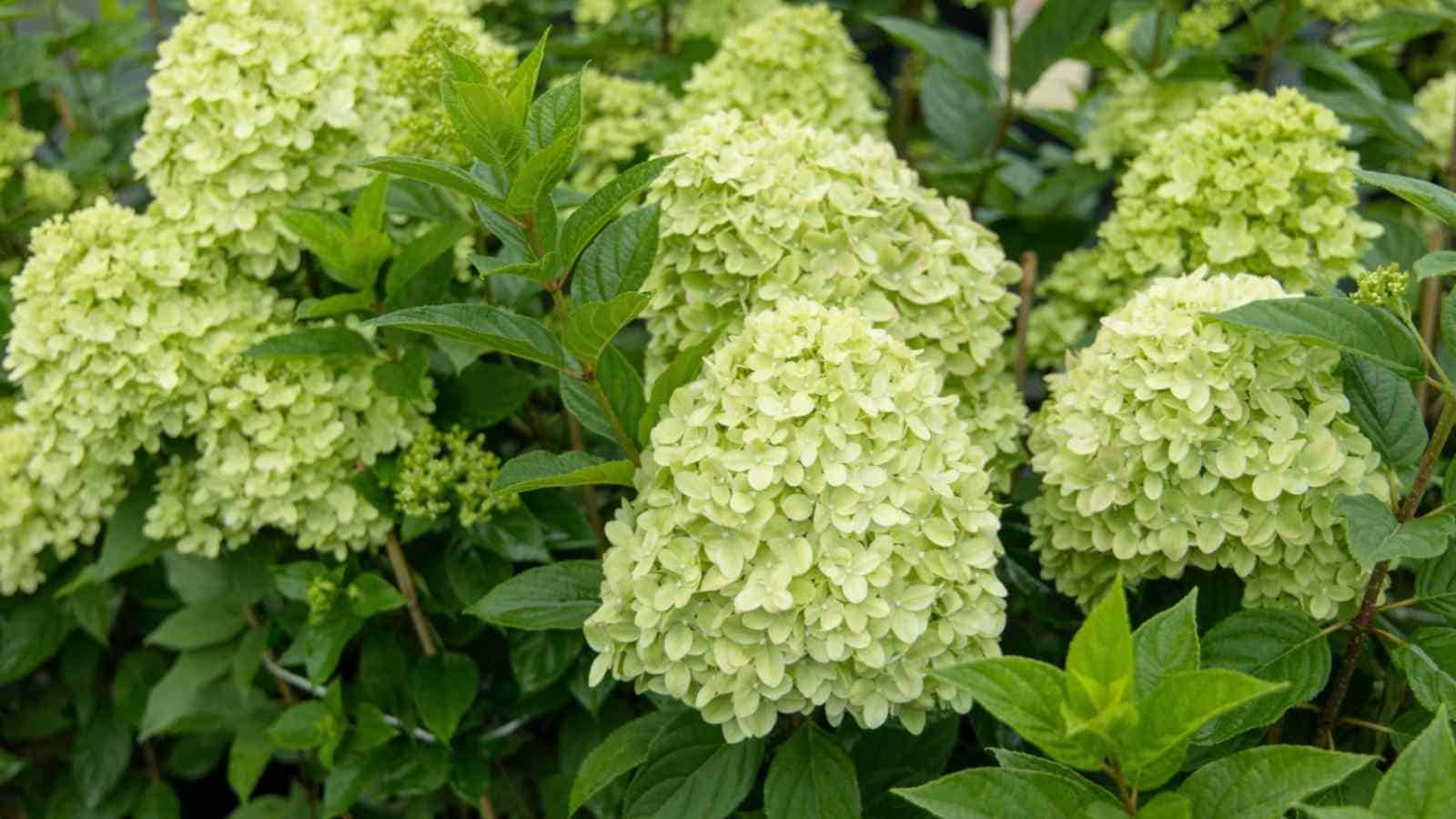 How to Plant, Grow, and Care for Limelight Hydrangeas