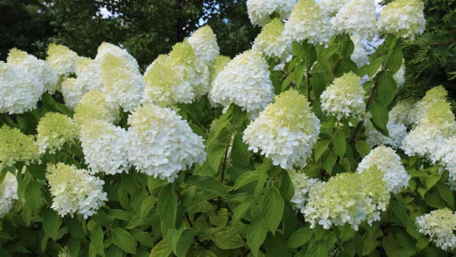 How to Plant, Grow, and Care for Limelight Hydrangeas