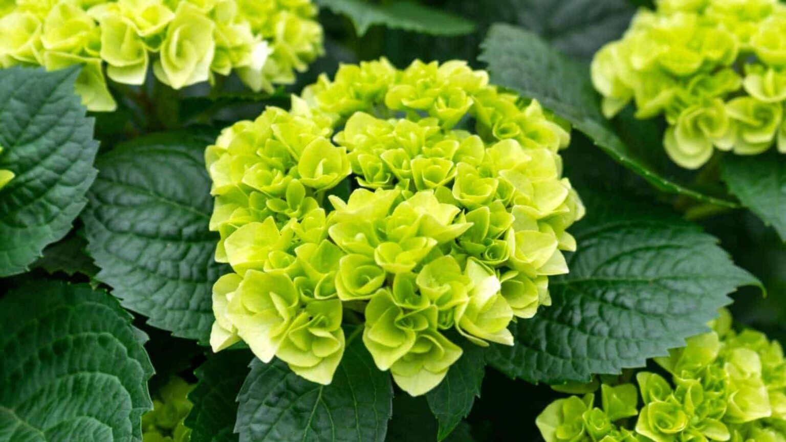 How to Plant, Grow, and Care for Limelight Hydrangeas