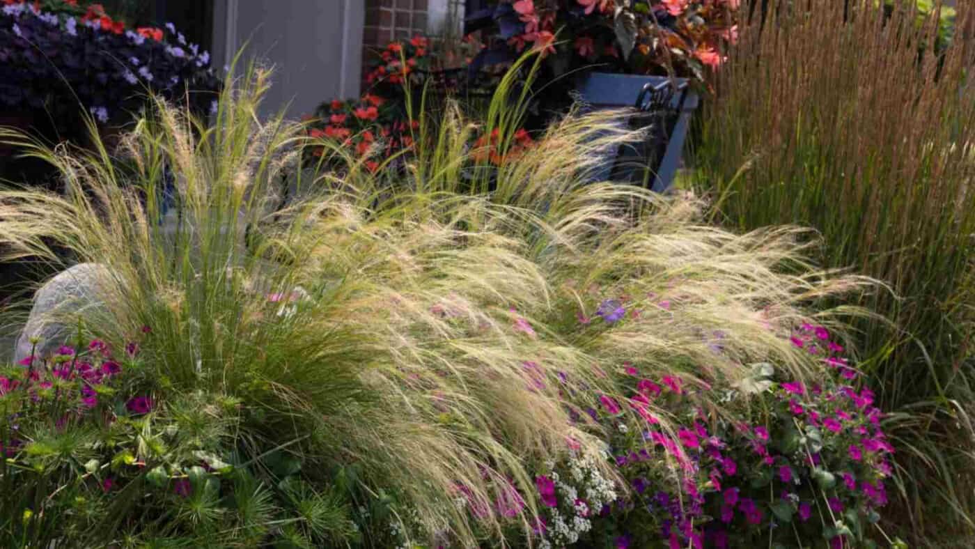 How to Grow & Care for Mexican Feather Grass in Your Landscape