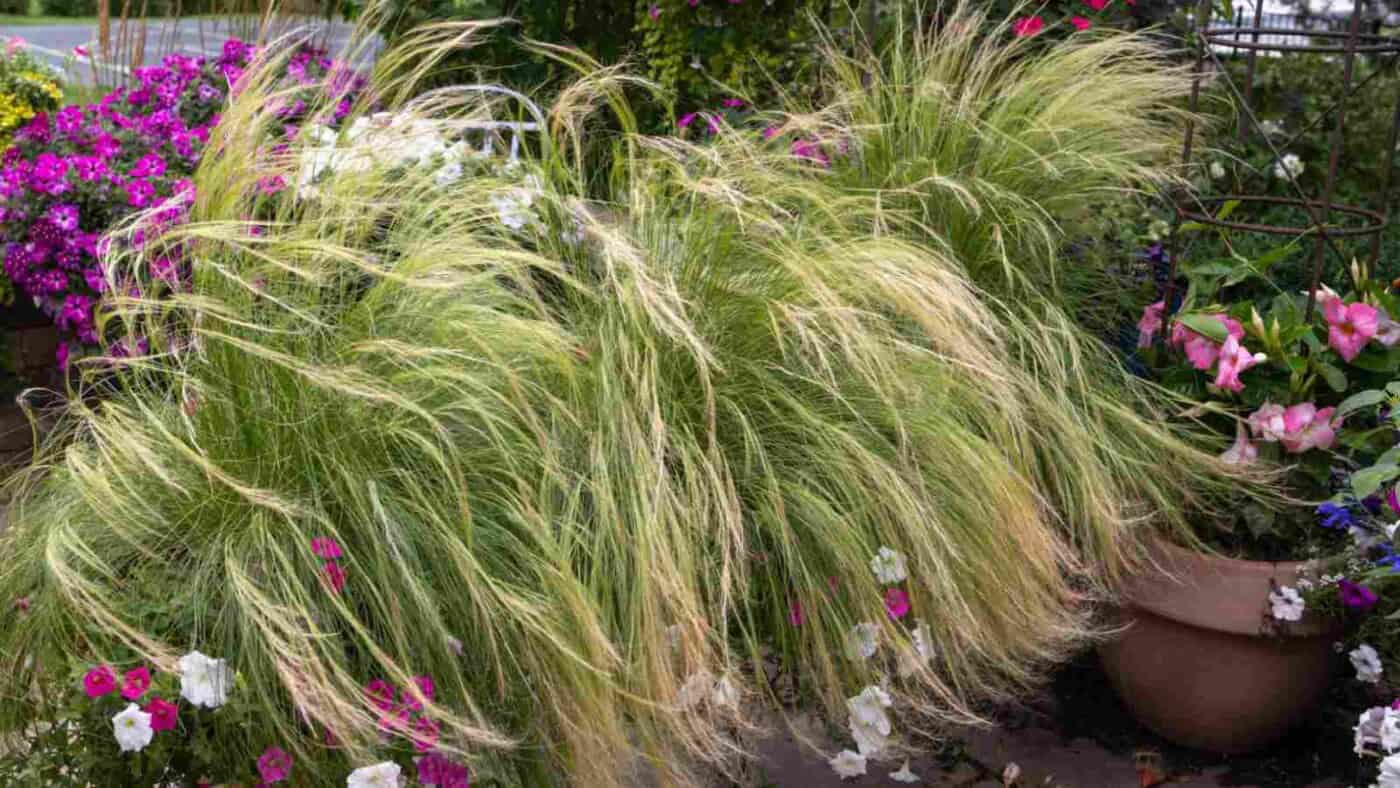 How to Grow & Care for Mexican Feather Grass in Your Landscape