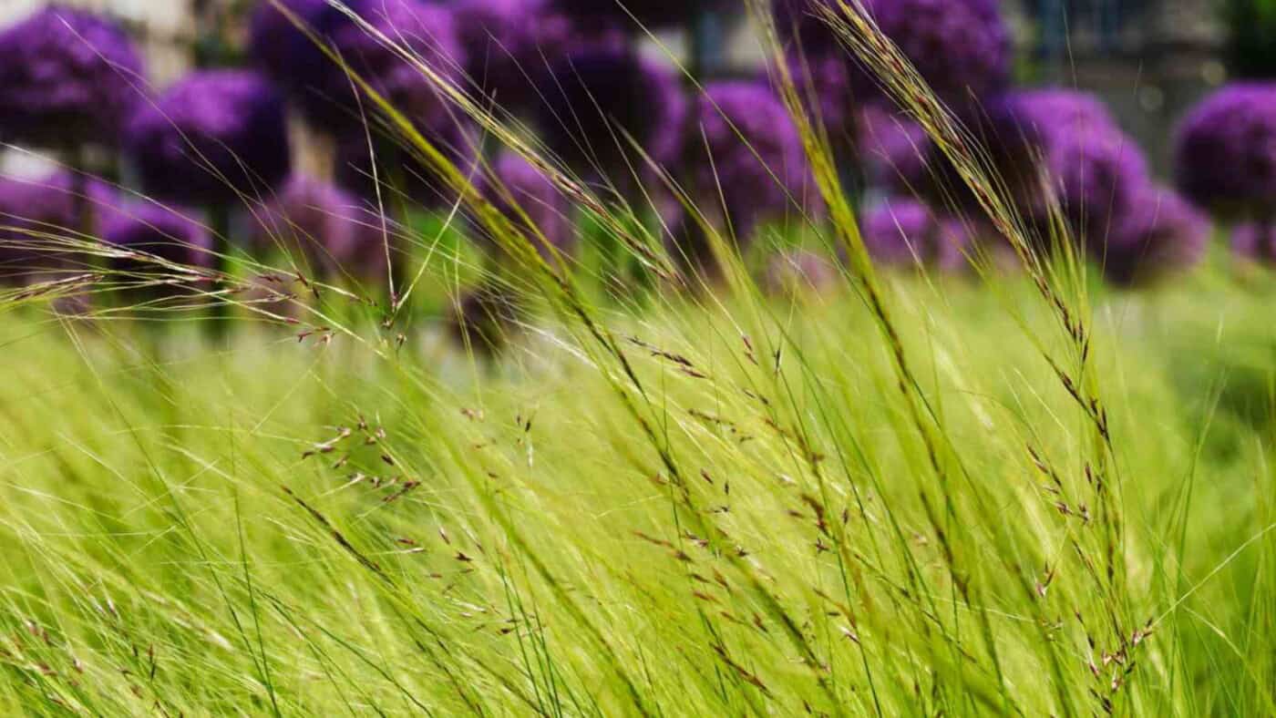 How to Grow & Care for Mexican Feather Grass in Your Landscape