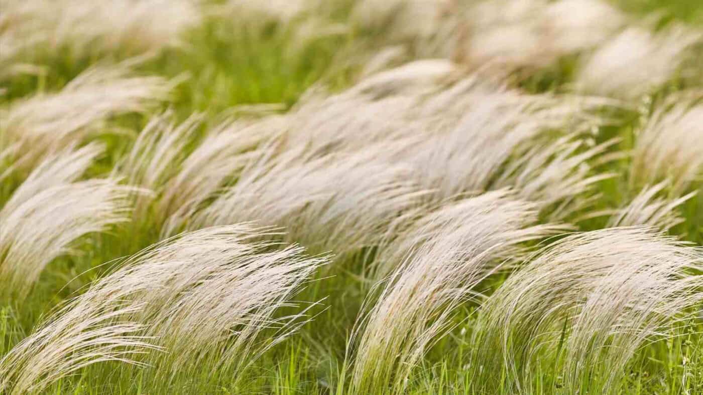 How to Grow & Care for Mexican Feather Grass in Your Landscape