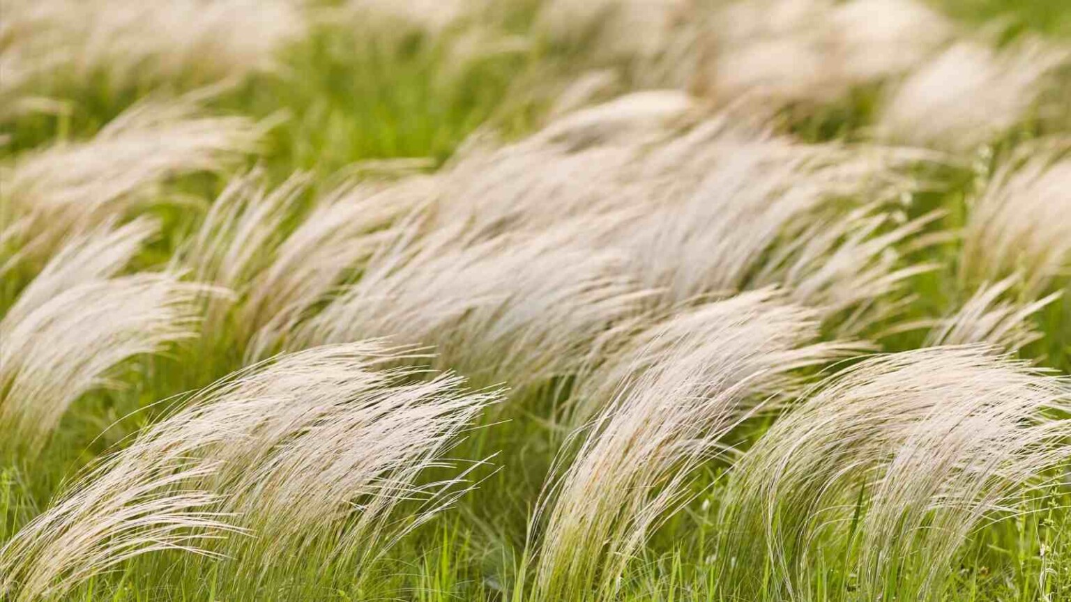 How to Grow & Care for Mexican Feather Grass in Your Landscape