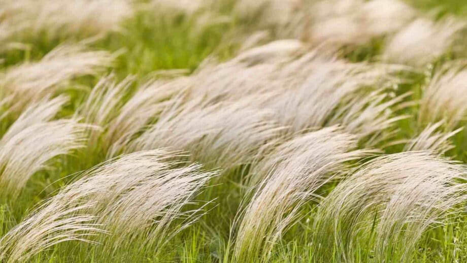 How to Grow & Care for Mexican Feather Grass in Your Landscape
