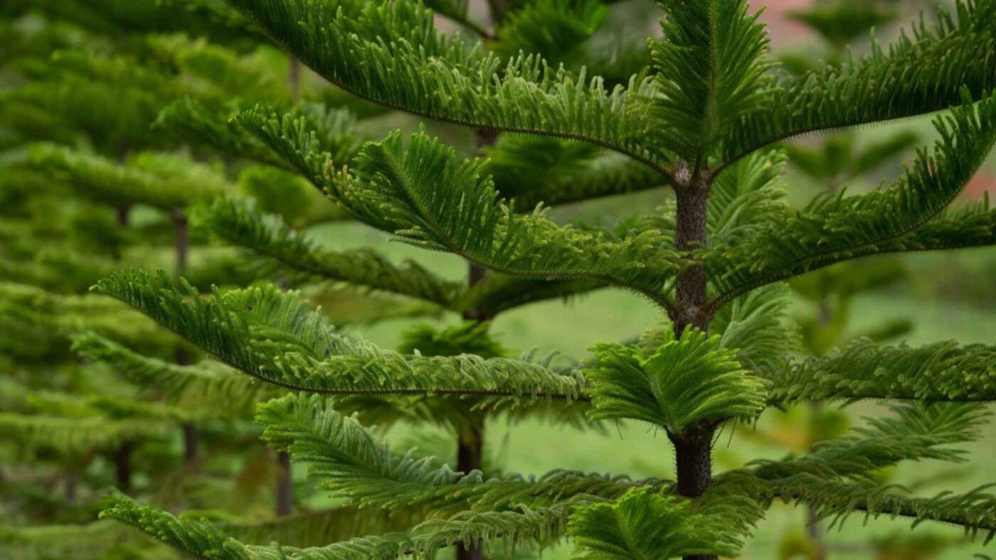 How to Plant, Grow, and Care for Norfolk Island Pine