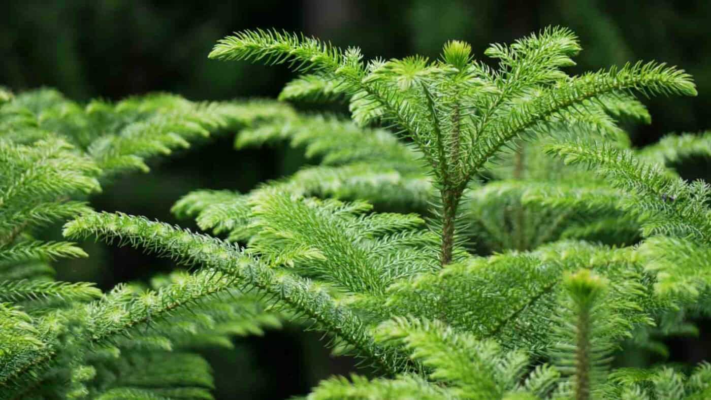 How to Plant, Grow, and Care for Norfolk Island Pine